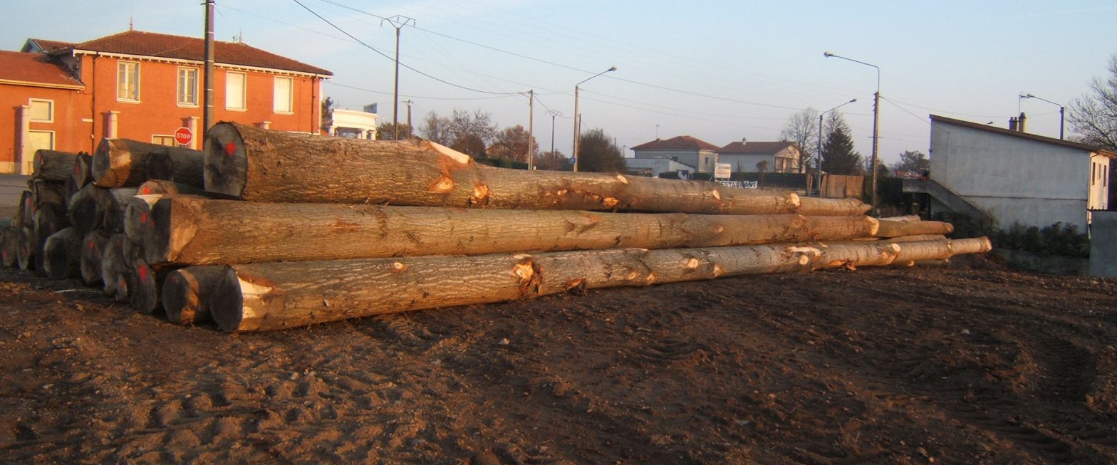 Abattage d'arbre Chazelles-sur-Lyon - Lornage Foret Agriculture Services